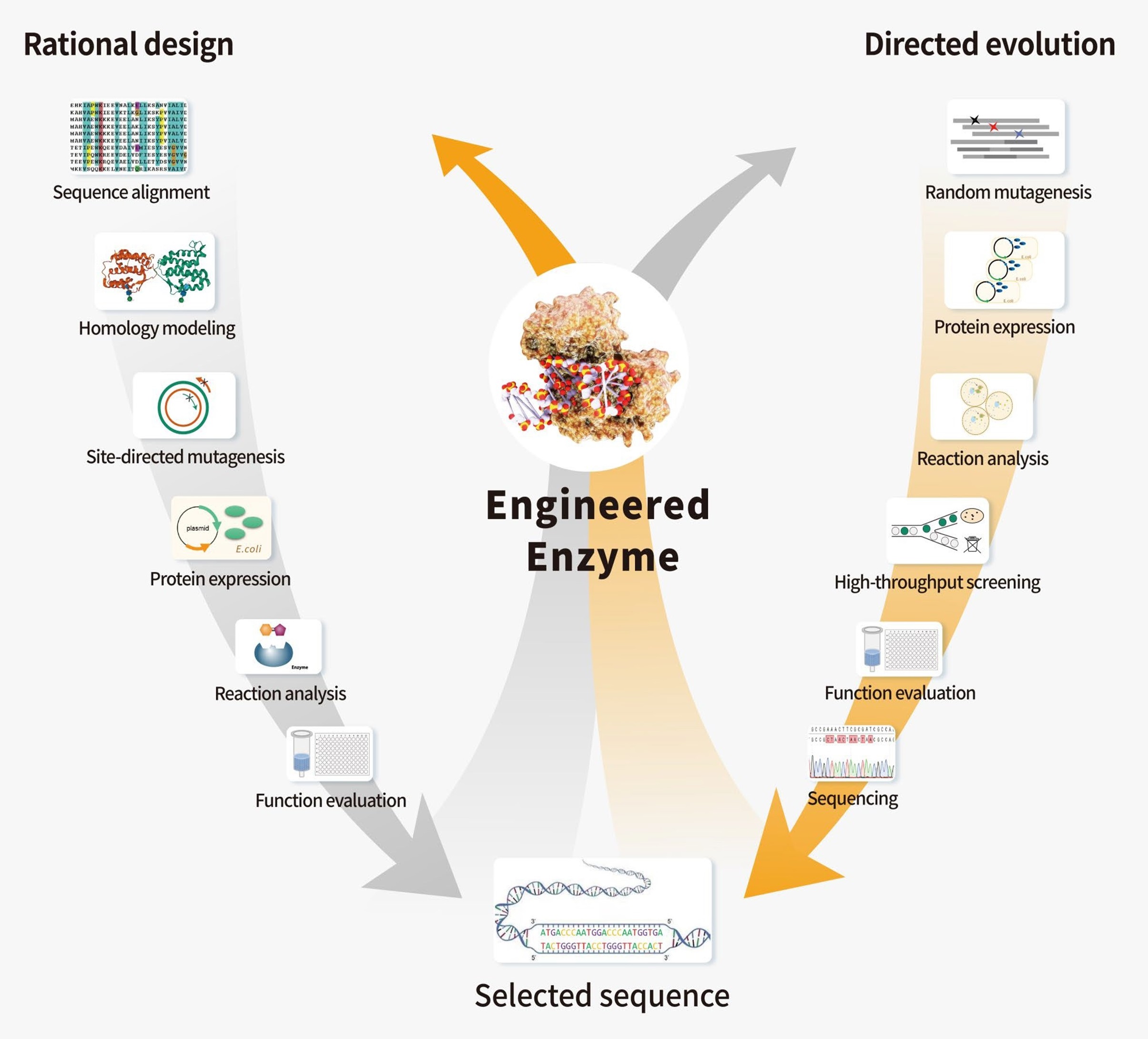 ZymeEditor enzyme evolution platform ZymeEditor enzyme transformation ...