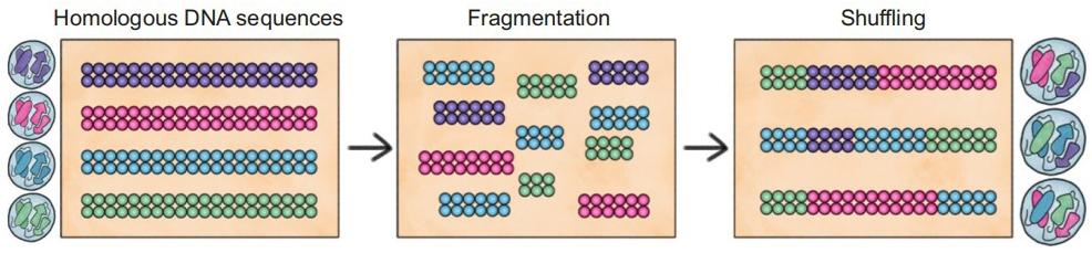 The Comprehensive Guide to Mutant Library Construction Techniques in ...