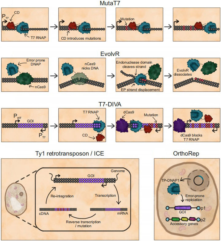 The Comprehensive Guide to Mutant Library Construction Techniques in ...
