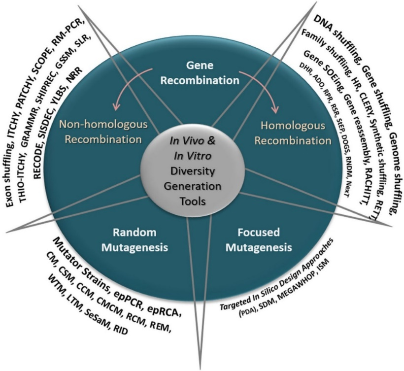 The Comprehensive Guide to Mutant Library Construction Techniques in ...