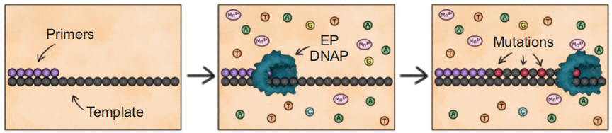 The Comprehensive Guide to Mutant Library Construction Techniques in Enzyme Directed Evolution ...