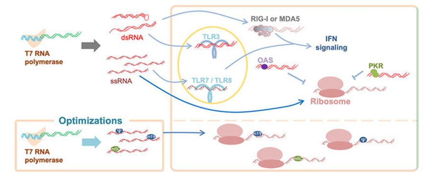新闻 | 全球首款mRNA RSV疫苗获批上市之际，翌圣镁孚泰改造T7 RNA聚合酶的最新研究成果mRNA应用的安全性再上一重保障！ - 镁孚泰生物科技（上海）有限公司-酶改造定制化解决方案 ...