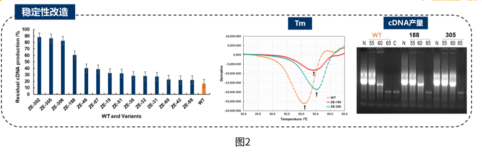 MMLV Reverse Transcriptase - 镁孚泰生物科技（上海）有限公司-酶改造定制化解决方案供应商 - 镁孚泰生物科技(上海 ...